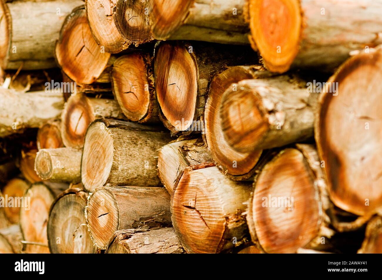 Pile of cut timber Stock Photo - Alamy
