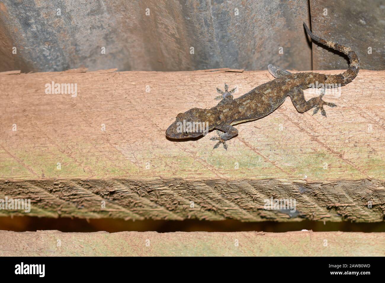 Gecko lizard in kenya hi-res stock photography and images - Alamy