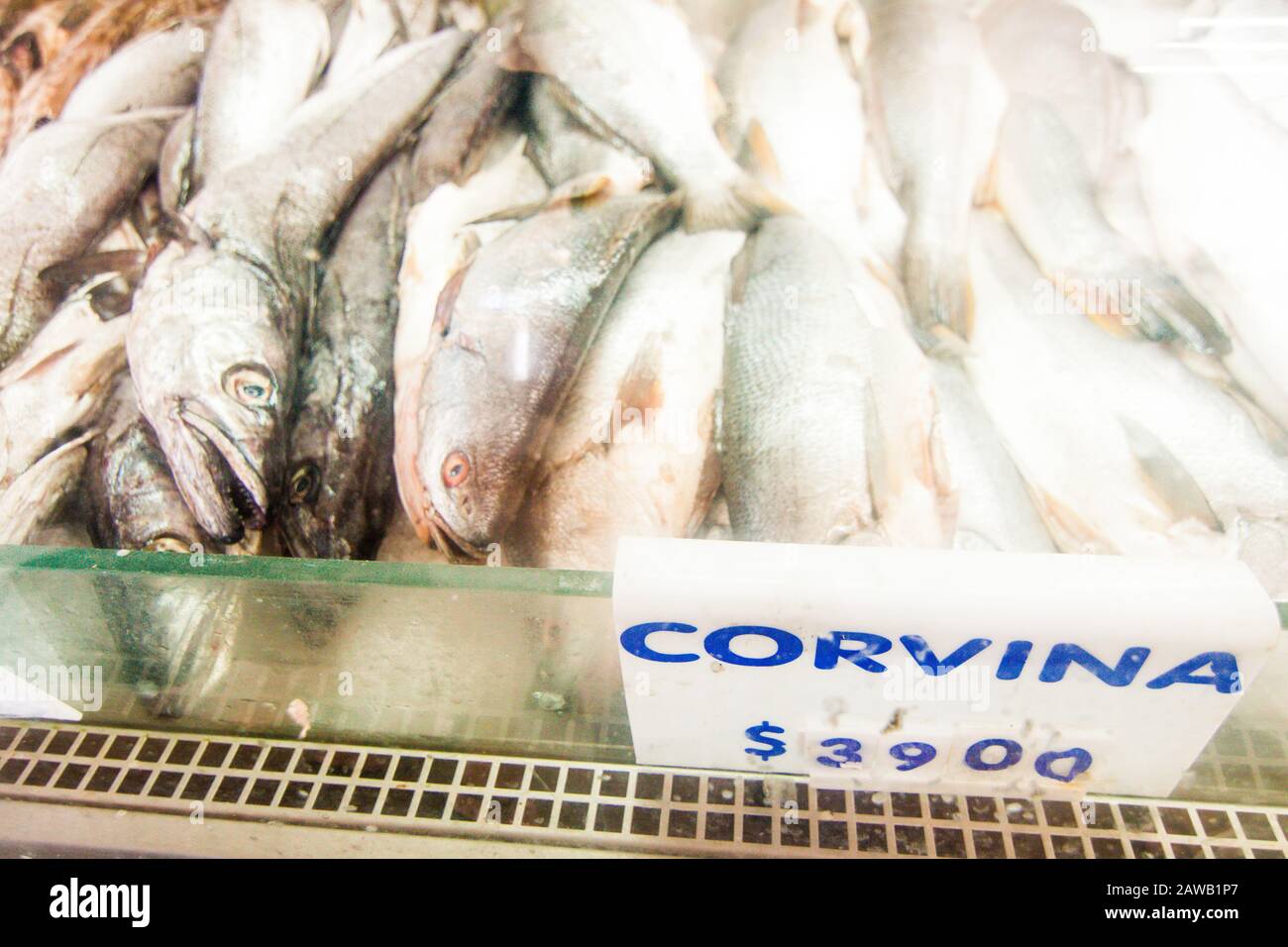Corvina fish hi-res stock photography and images - Alamy