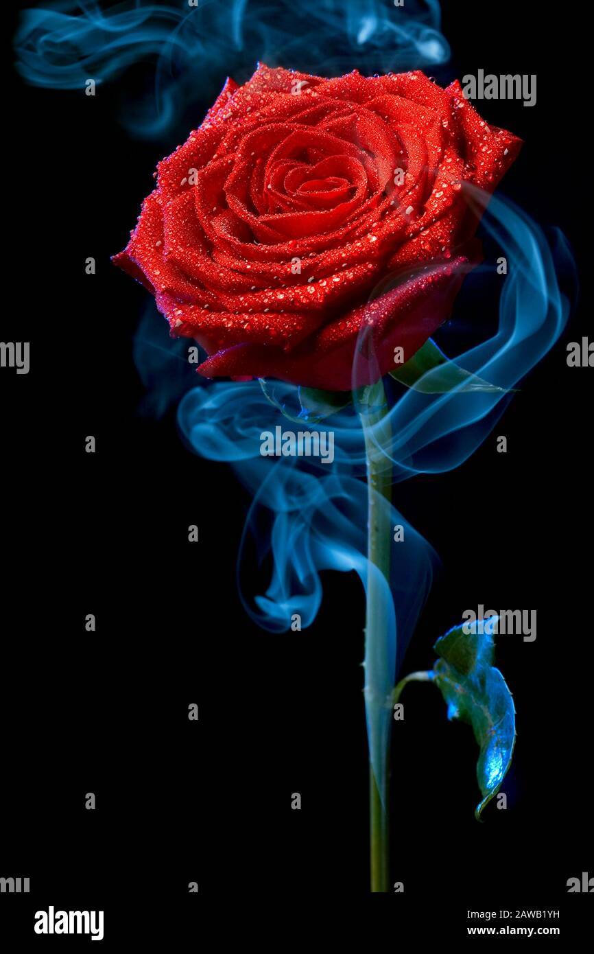 Image of a red rose in clouds of smoke Stock Photo - Alamy
