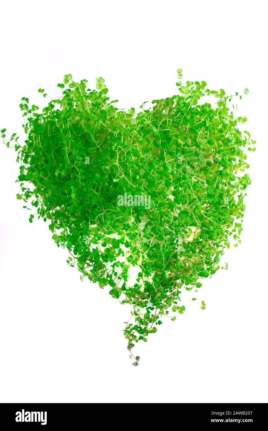 Spring in form bright Cut Out Stock Images & Pictures - Alamy