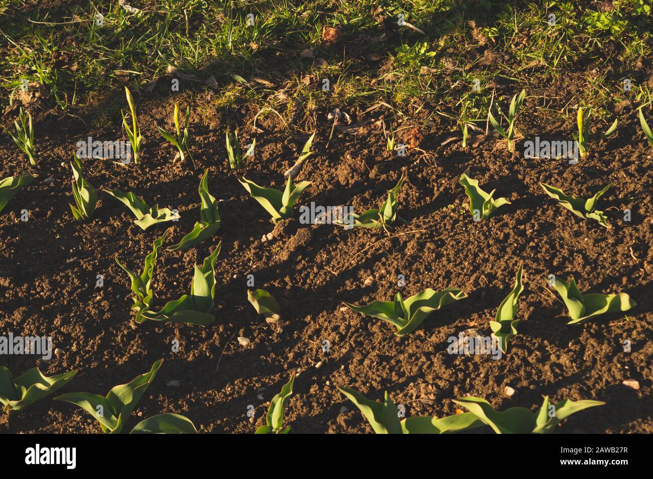 Plant sprout grow in ground. cultivated land close up. agriculture ...