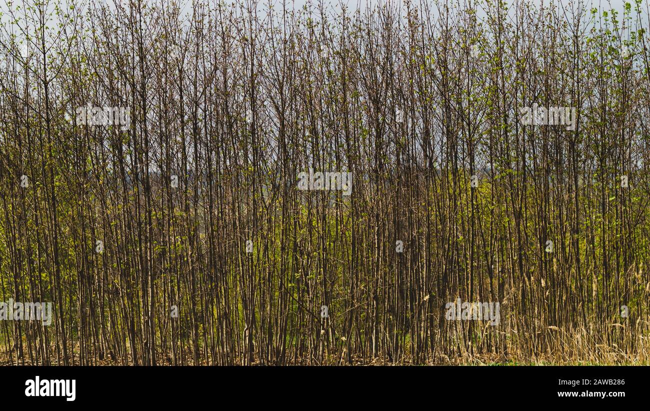 Hedge with branches and buds background. Plants with burgeons. blossom ...