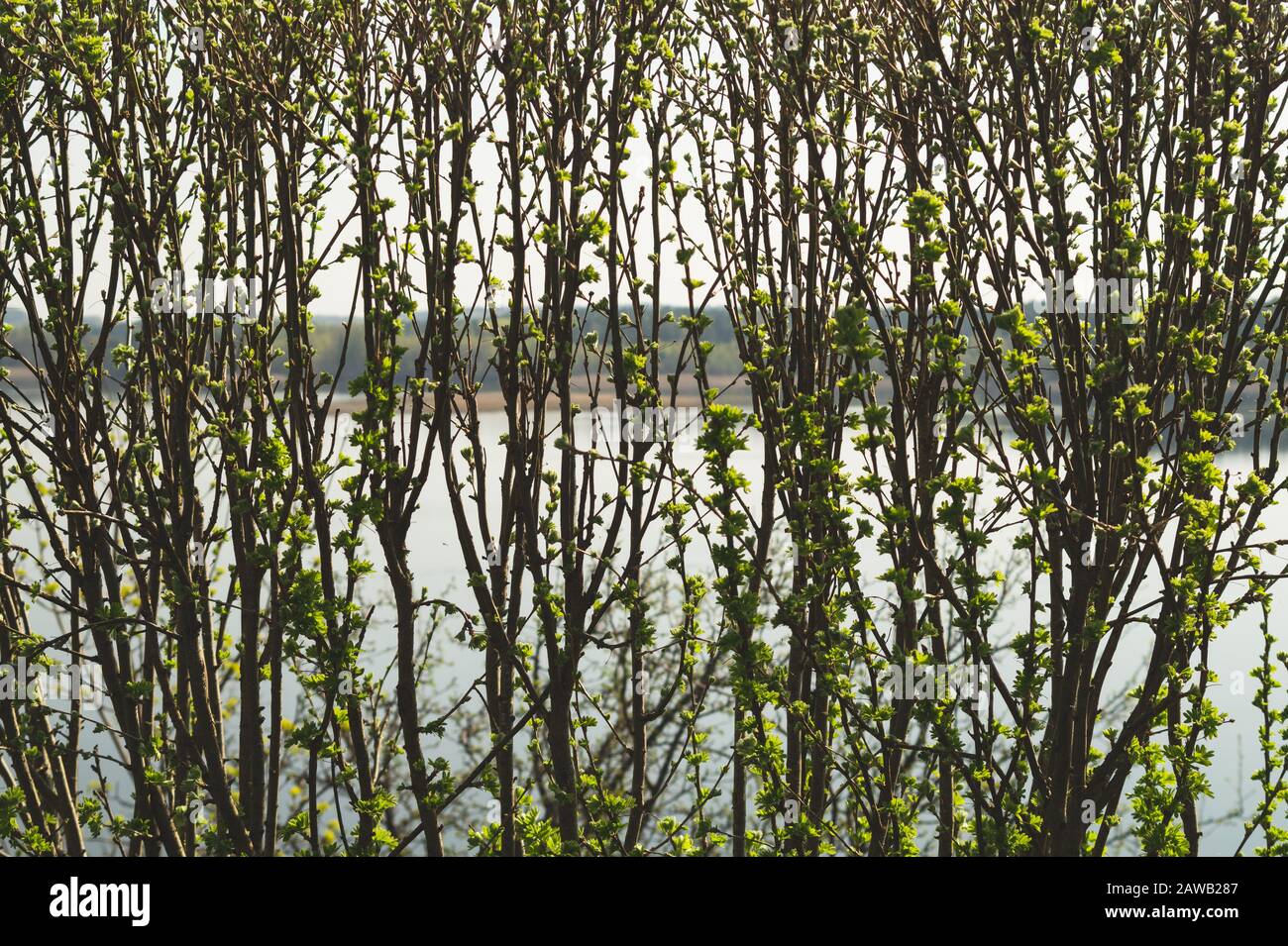 Hedge with branches and buds background. Plants with burgeons. blossom ...