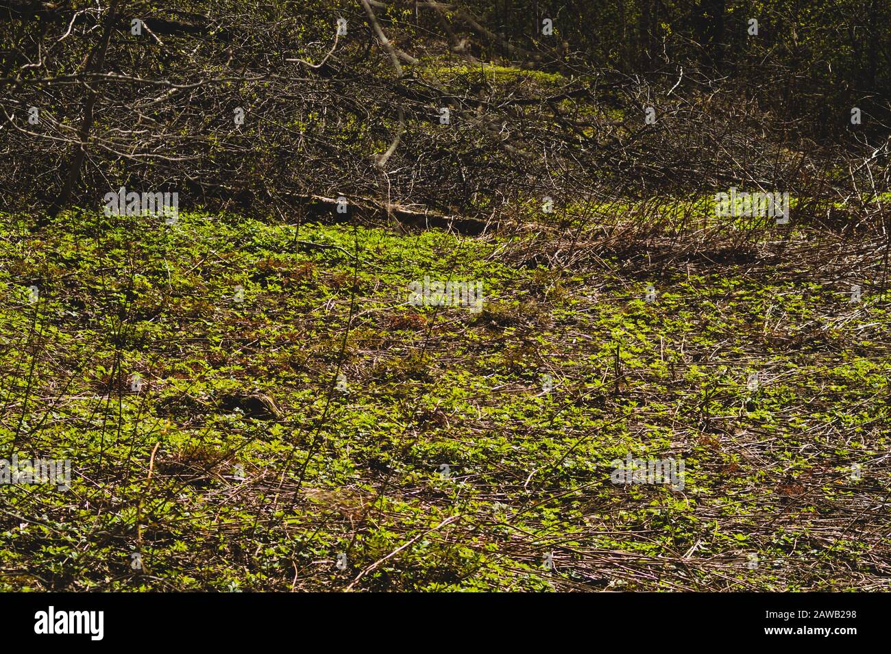 Green overgrown forest nature background. greenery backdrop Stock Photo ...