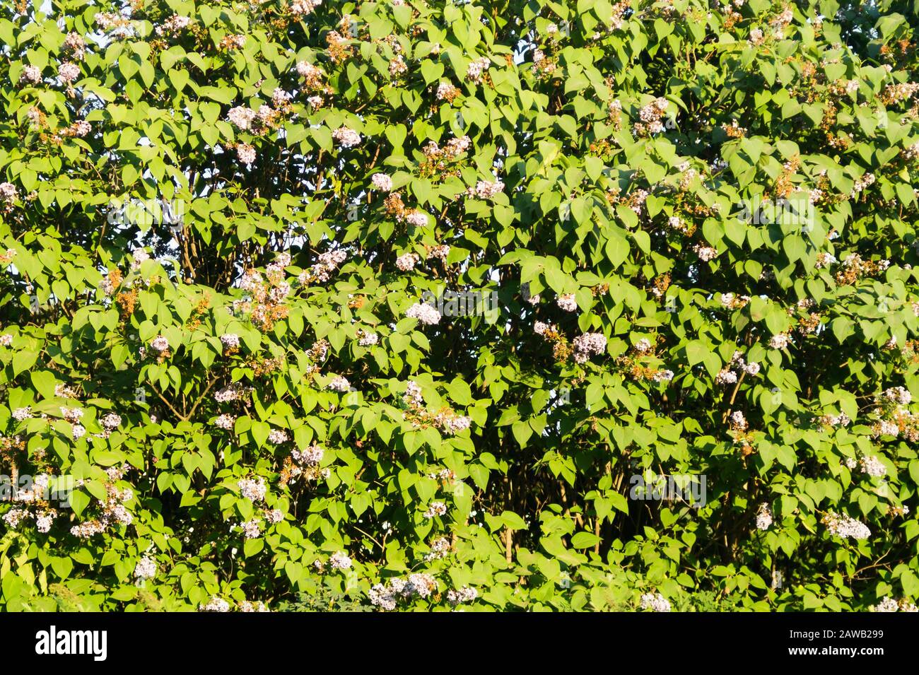 Foliage background. green leaves. greenery texture Stock Photo - Alamy