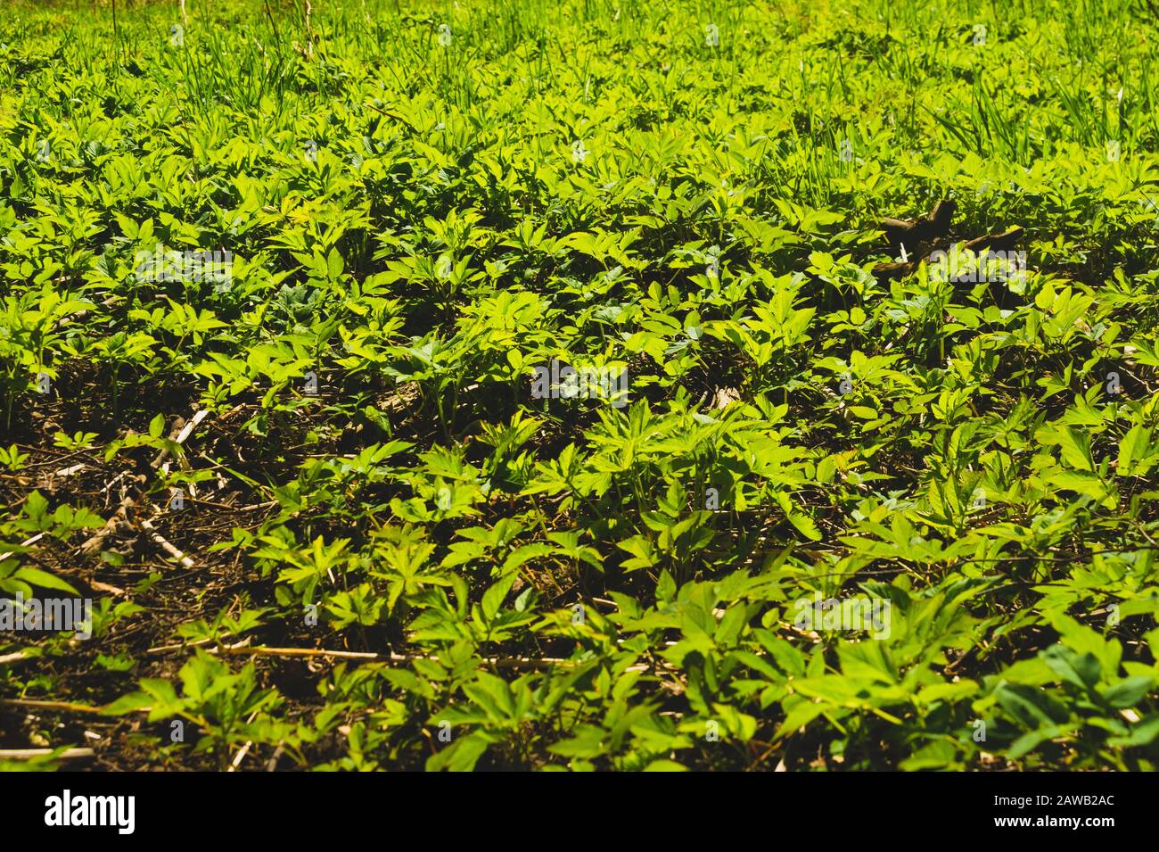 Foliage background. green leaves. greenery texture Stock Photo - Alamy