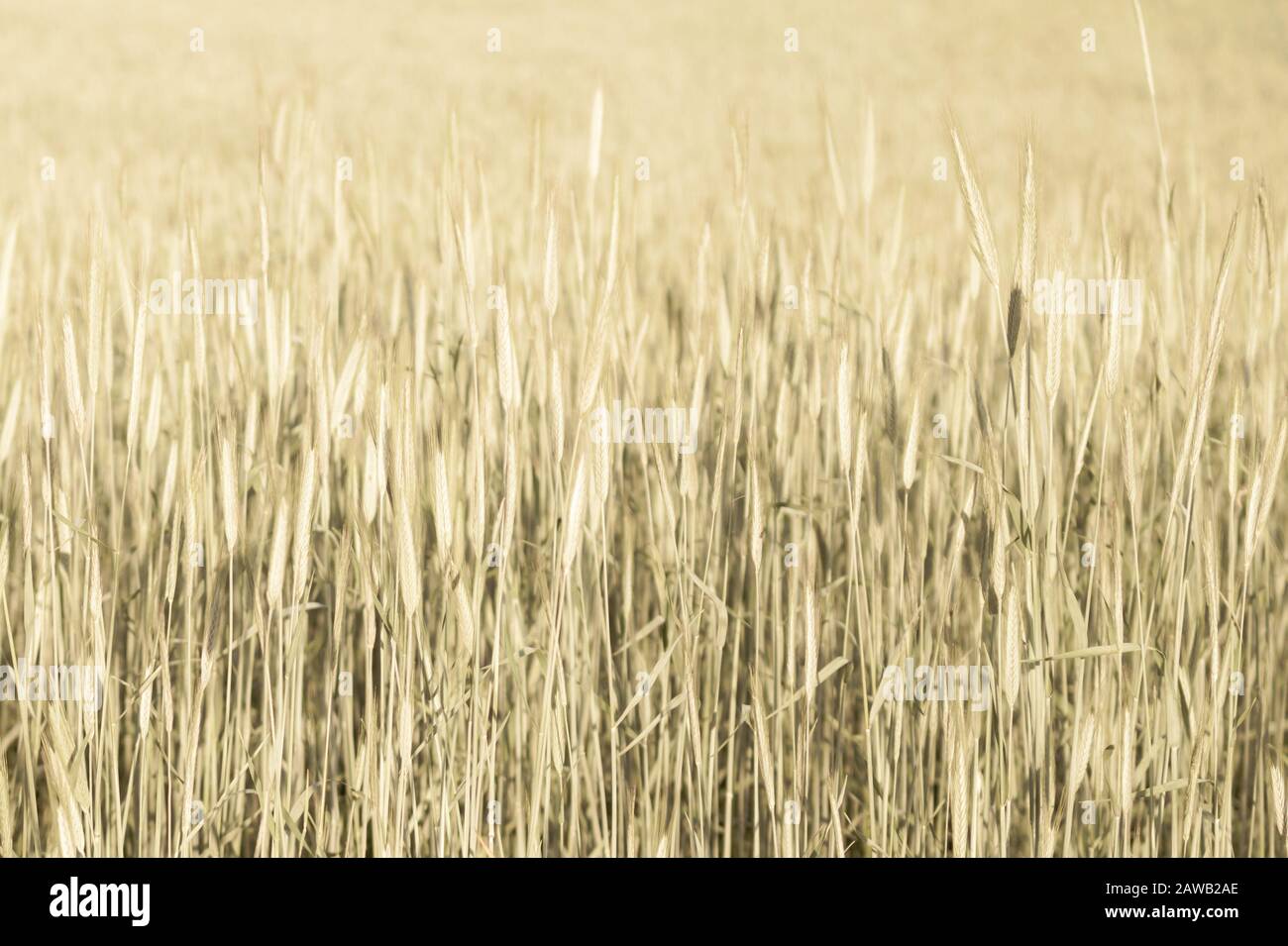 Abstract wheat field texture. meadow nature background. agriculture ...