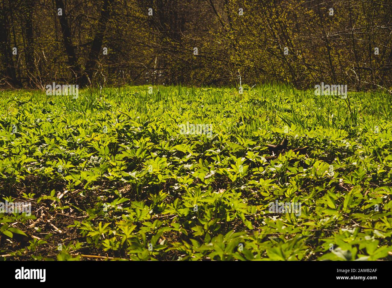 Foliage background. green leaves. greenery texture Stock Photo - Alamy