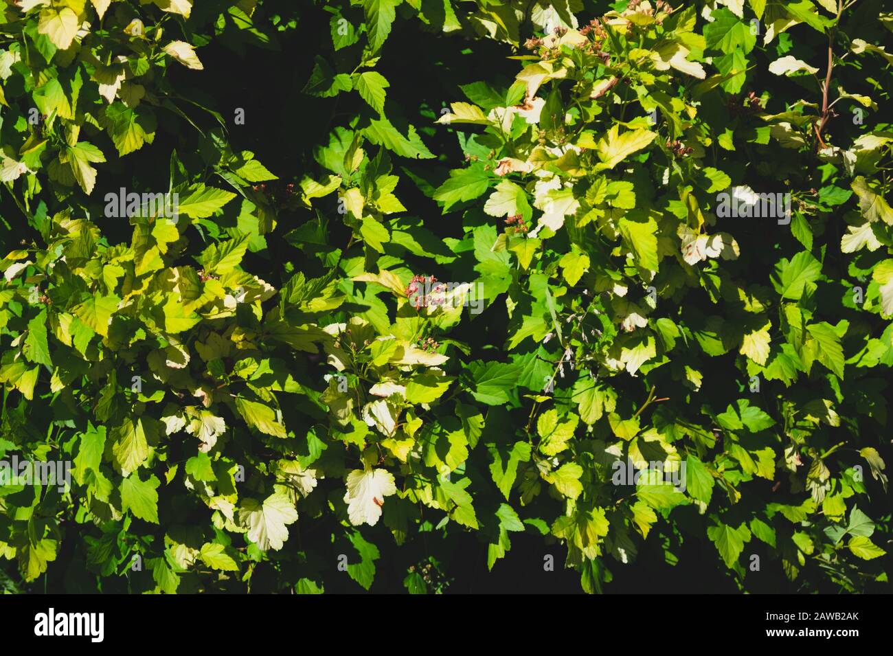 Foliage background. green leaves. greenery texture Stock Photo - Alamy