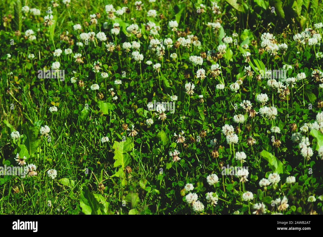 Foliage background. green leaves. greenery texture Stock Photo - Alamy