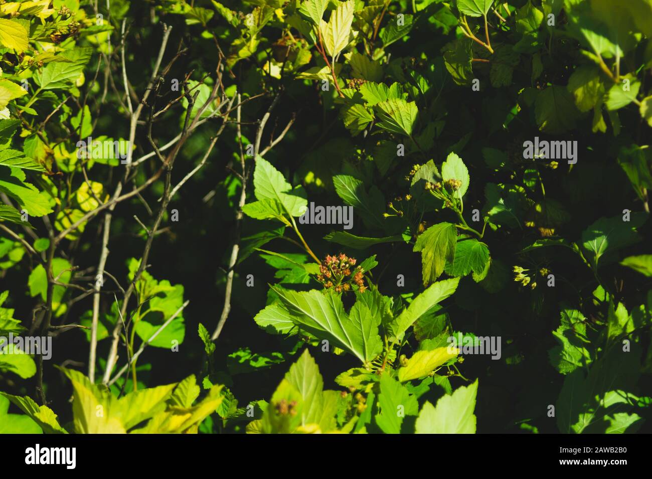 Greenery texture hi-res stock photography and images - Alamy