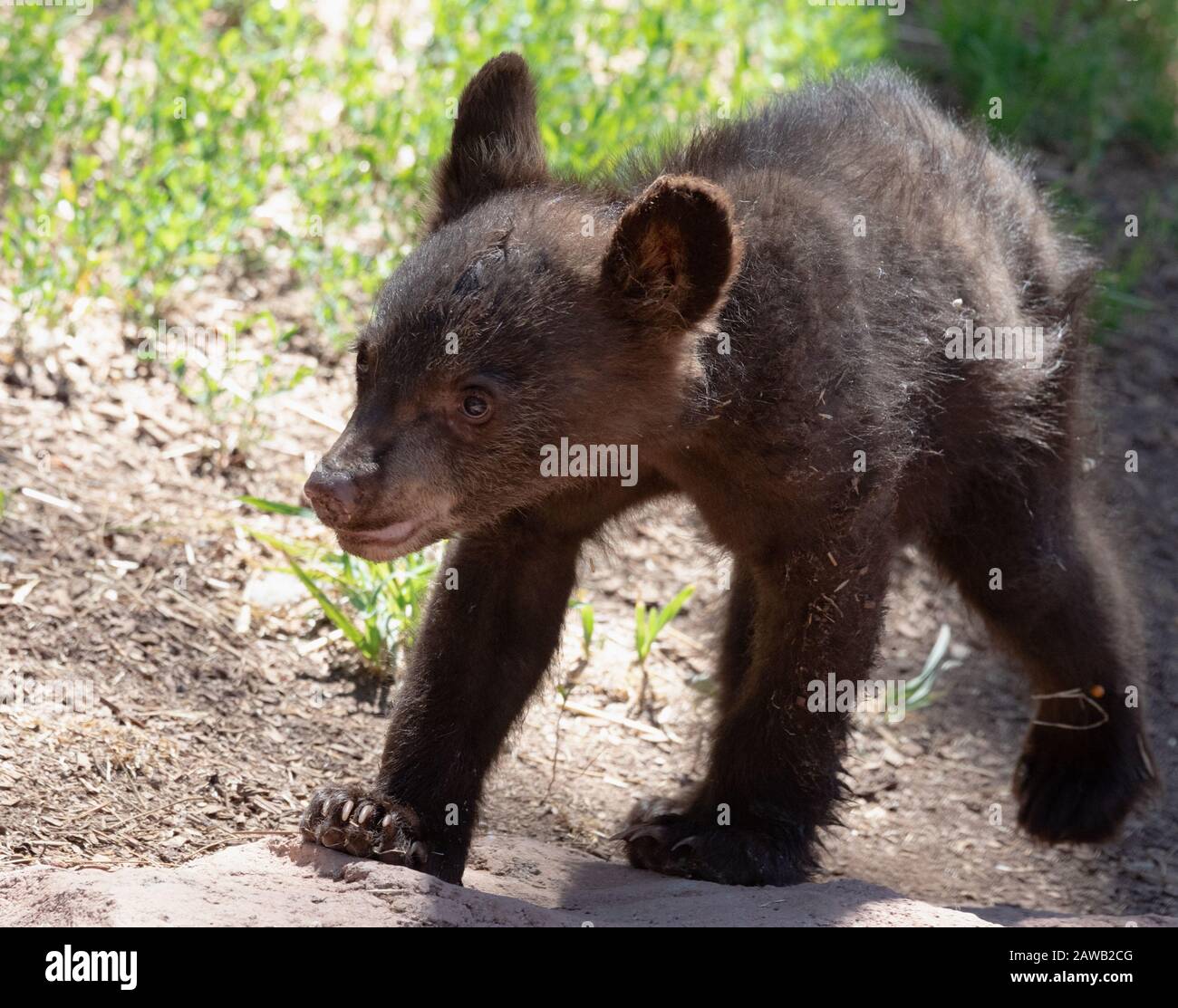 Baby brown bear hi-res stock photography and images - Alamy