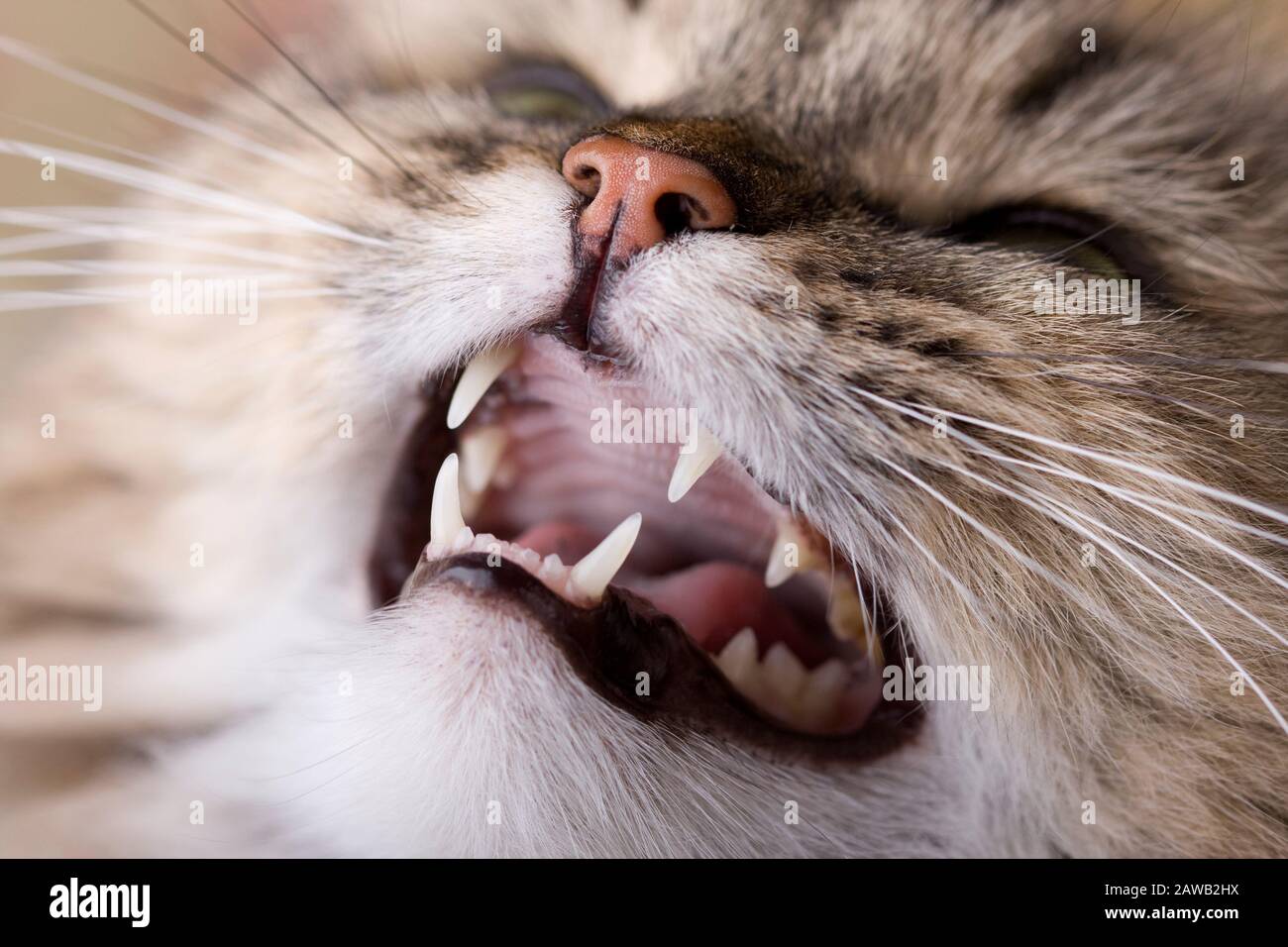 Picture of the cat trap close-up Stock Photo - Alamy