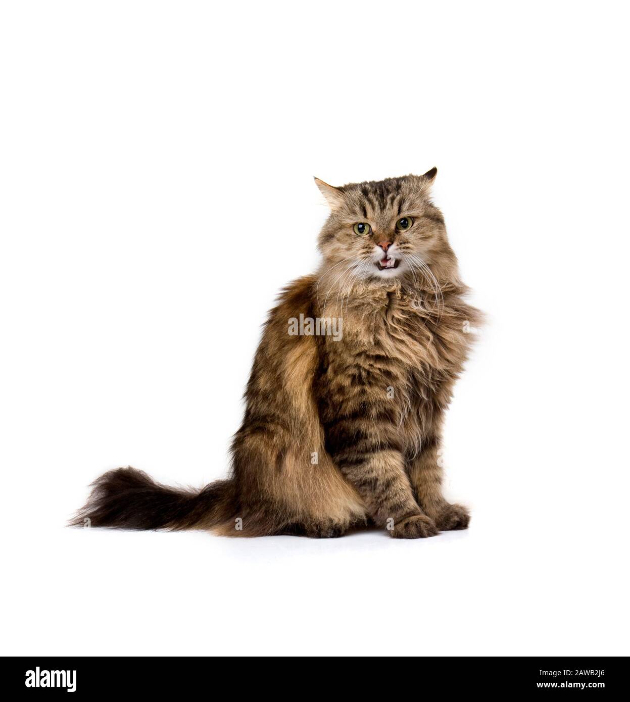 The image of angry meow cat Stock Photo - Alamy