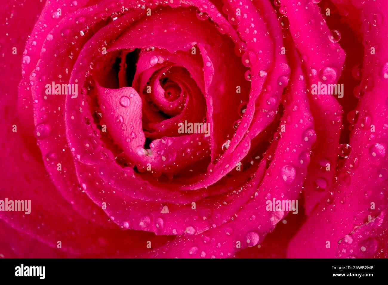 Picture of Rose in the splashing water Stock Photo - Alamy