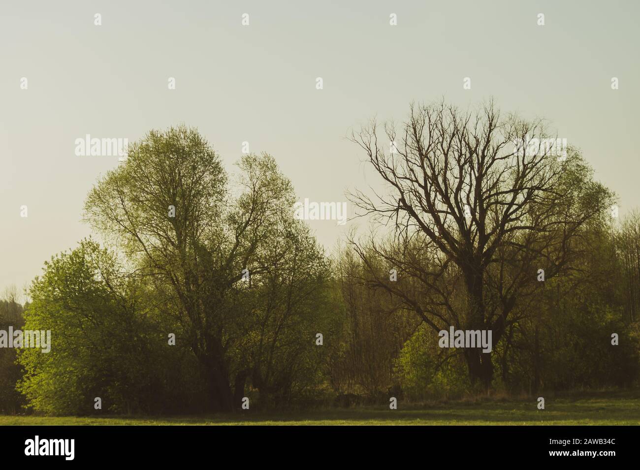 Dried trees in the forest nature background Stock Photo - Alamy