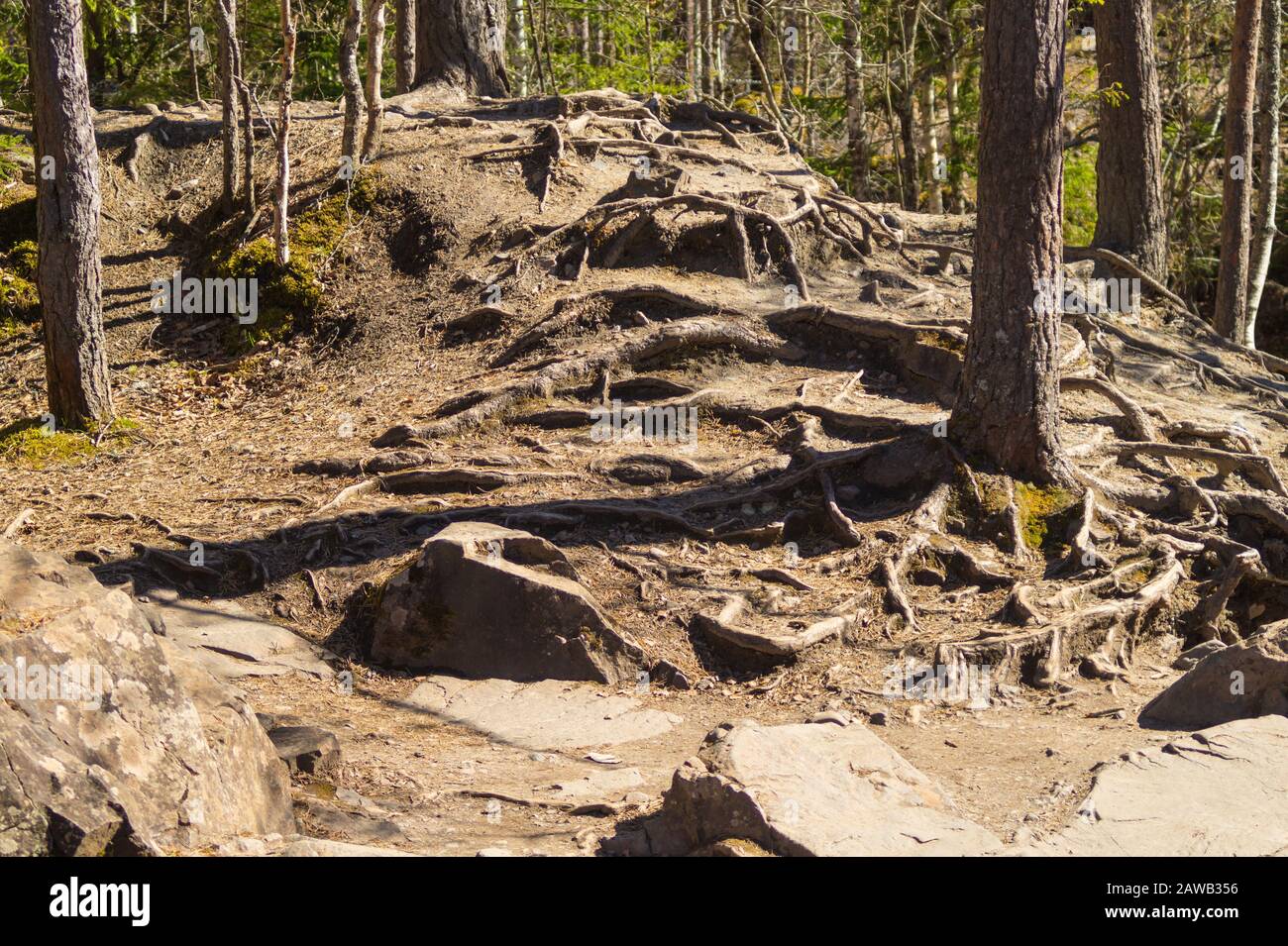 Overgrown forest. tree roots nature background Stock Photo - Alamy