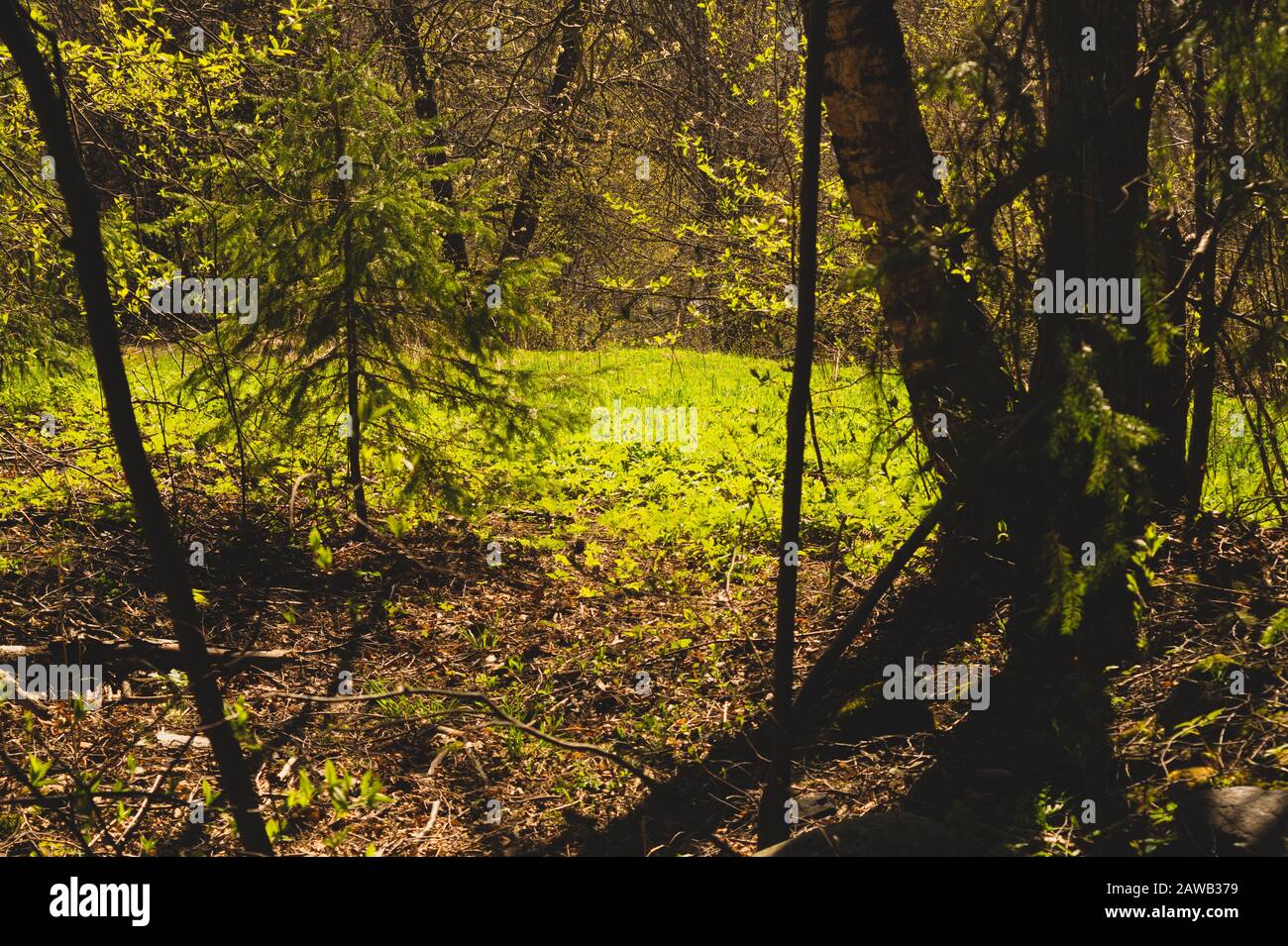 Sunny overgrown forest. grass and plants nature background. bushes and ...
