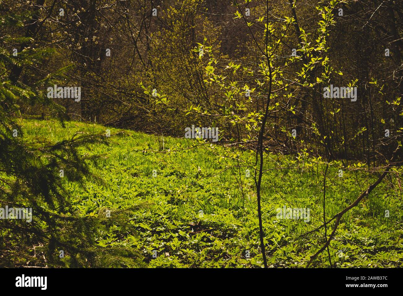 Sunny overgrown forest. grass and plants nature background. bushes and ...