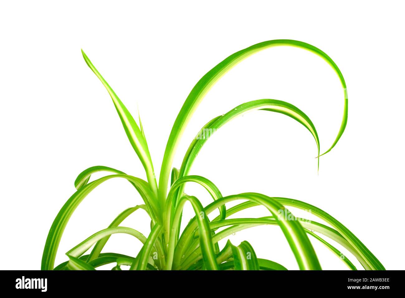 Picture of the long leaves of green plants Stock Photo - Alamy