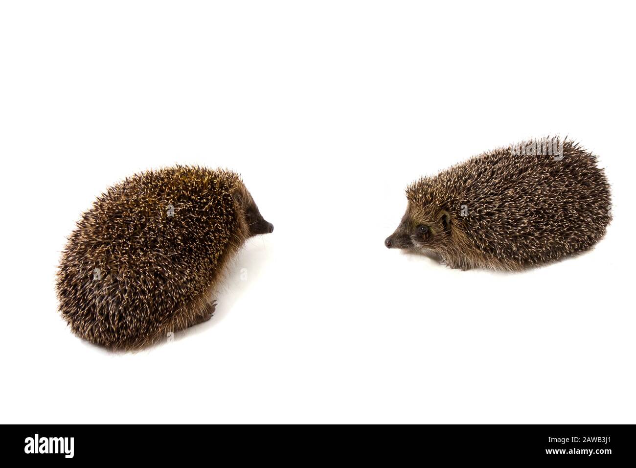 Picture of two hedgehogs on a white background Stock Photo - Alamy