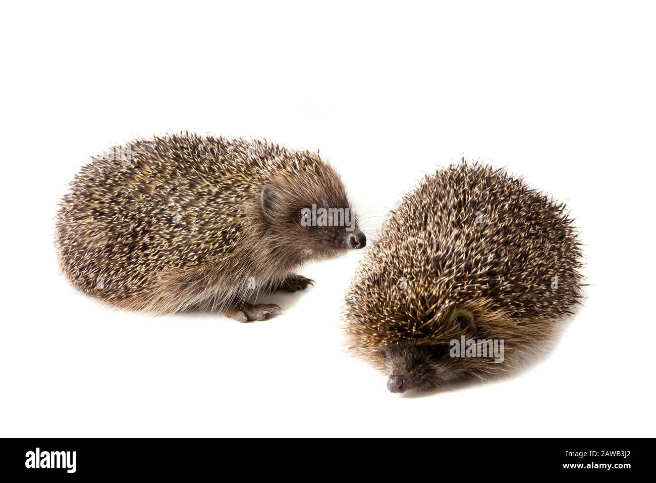Hedgehogs face hi-res stock photography and images - Alamy