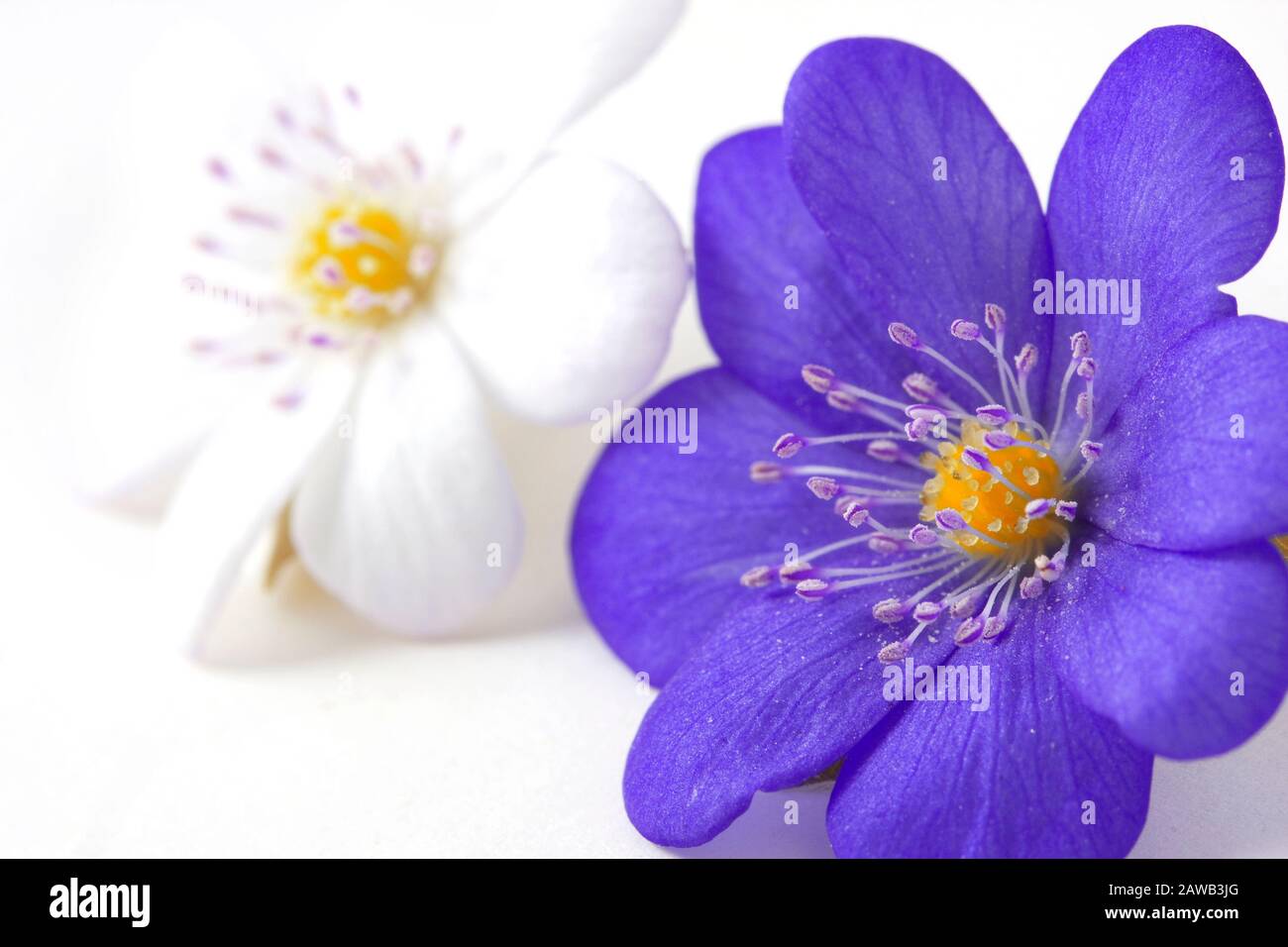 Image of an abstract of the soft violet flower Stock Photo - Alamy