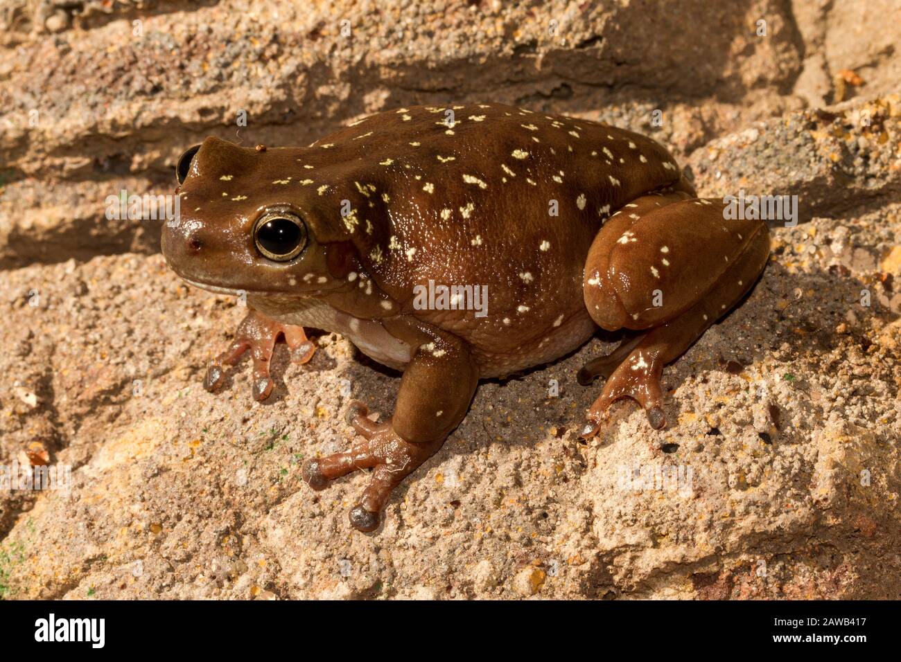 Centralian Tree Frog Stock Photo - Alamy