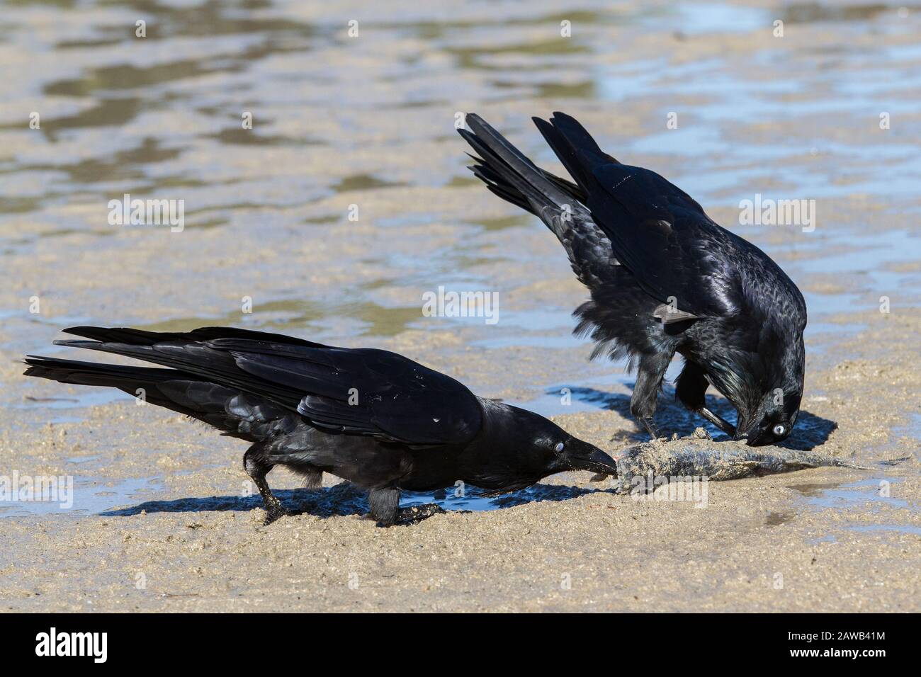 Australian Raven's feeding on dead fish Stock Photo - Alamy