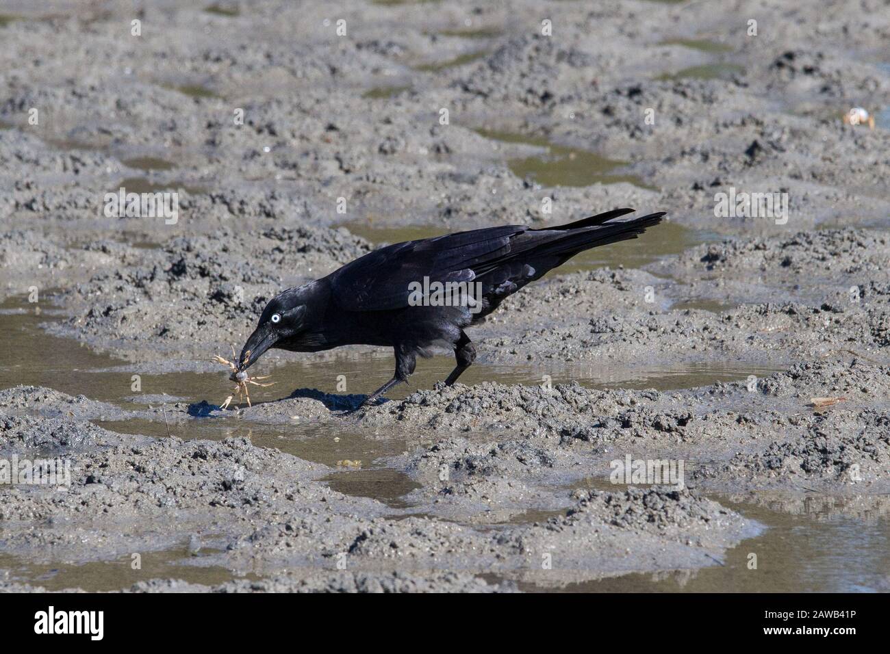 Ravens feeding hi-res stock photography and images - Alamy