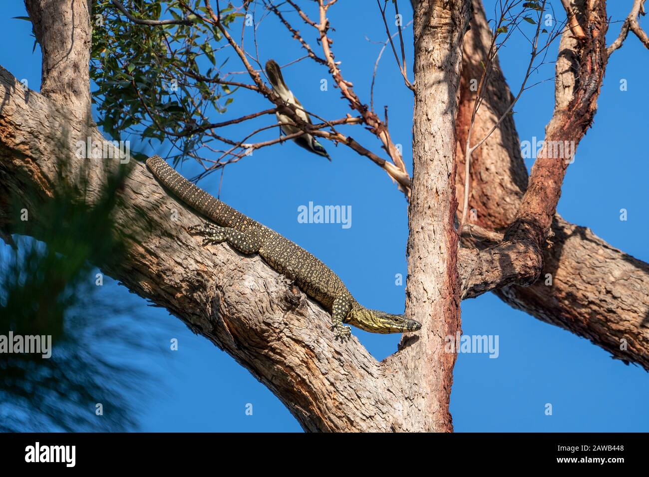 Lace monitor or tree goanna (Varanus varius) in tree Stock Photo - Alamy