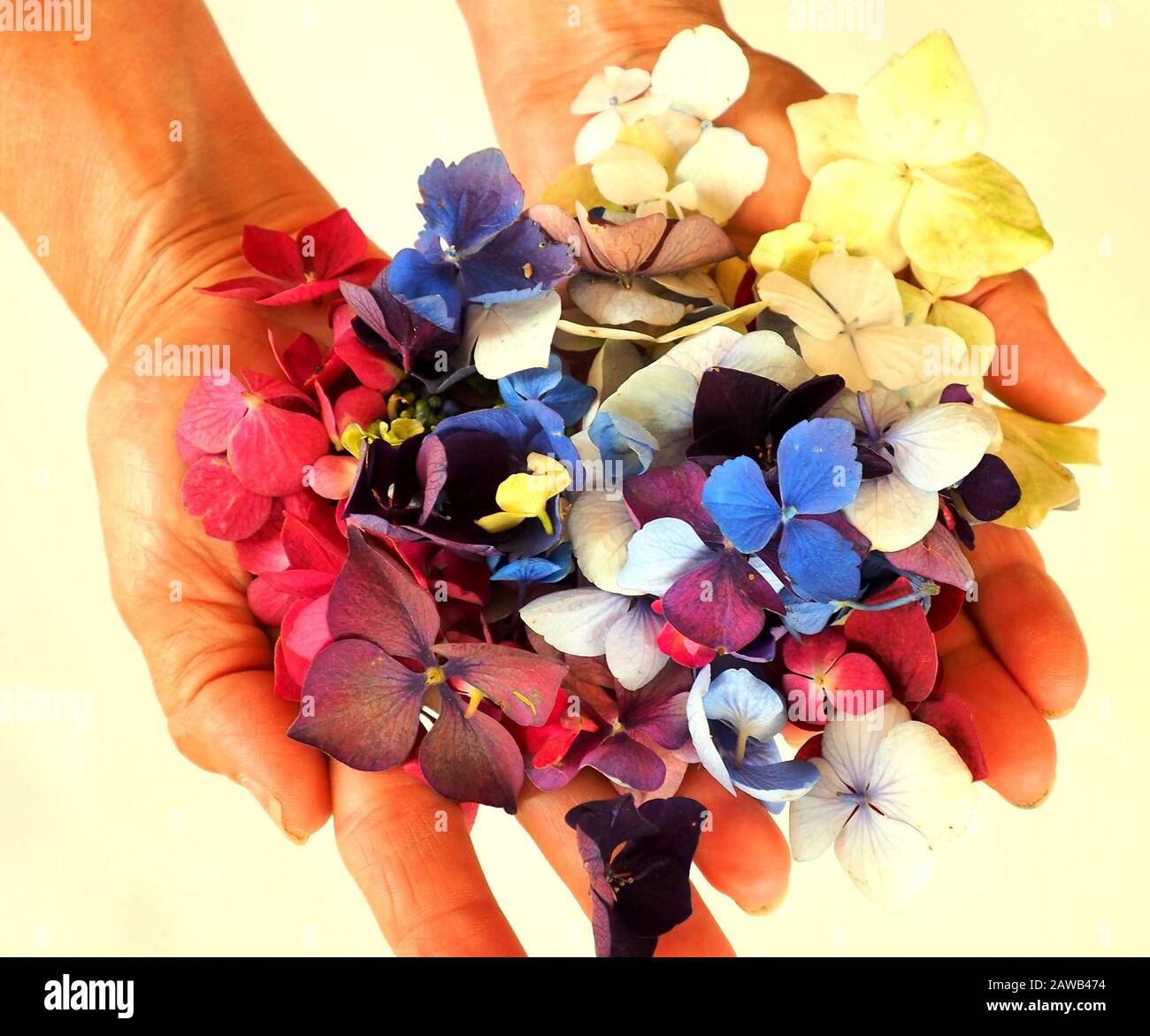 Hands holding flowers hi-res stock photography and images - Alamy