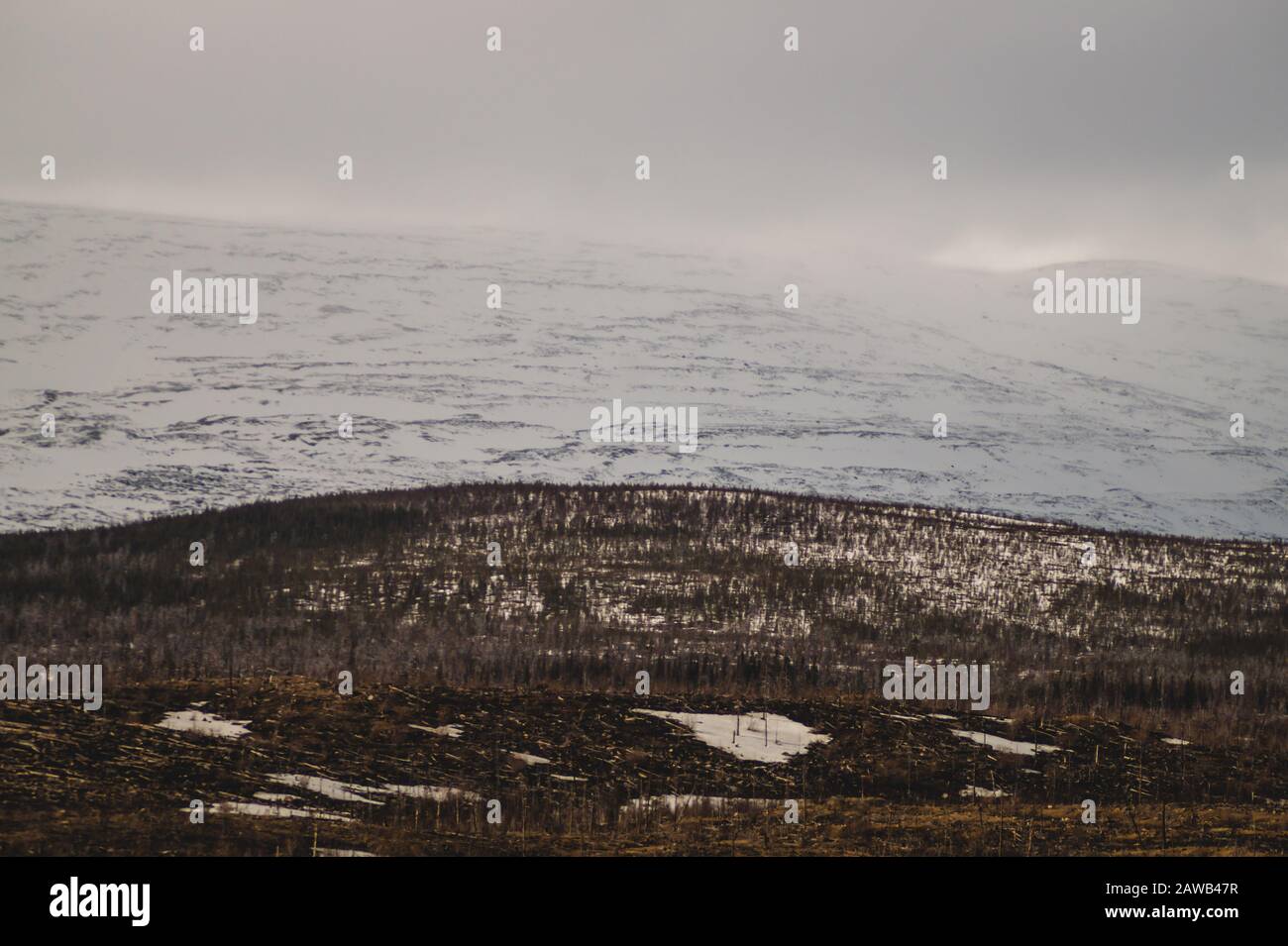 Mountain landscape background. snowy hills and forest background Stock ...