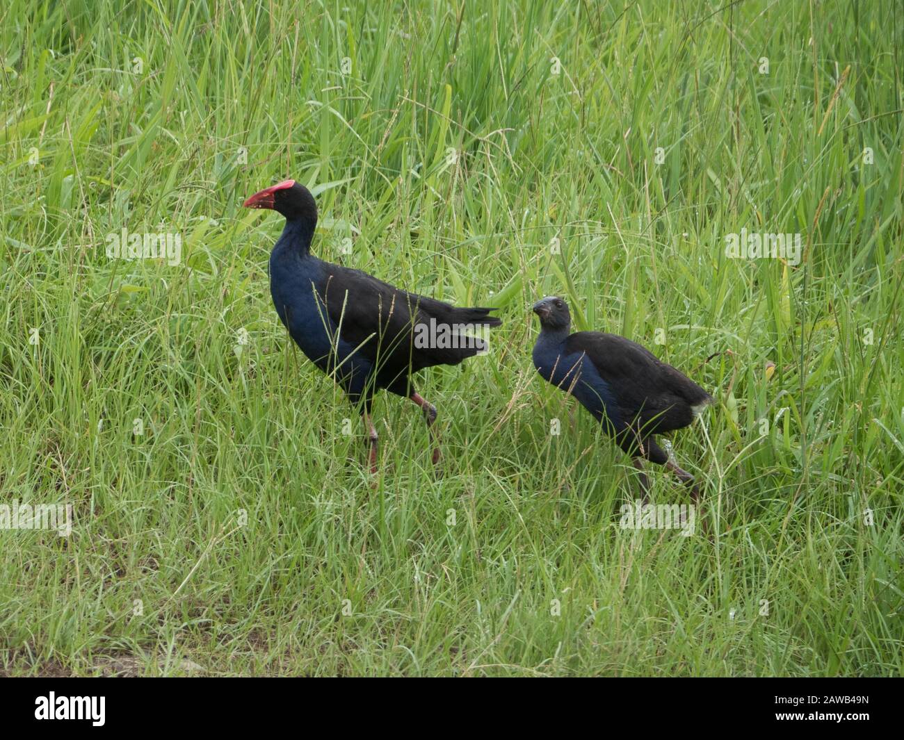 Australian Birds, Purple Swamphen, Porphyrio melanotus, and her teenage ...