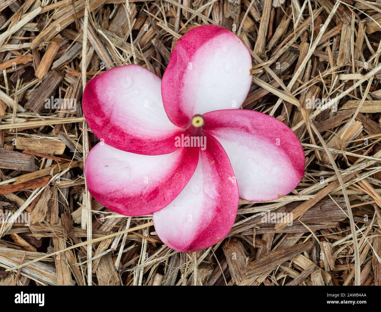 Crimson pink and white Frangipani flower looking like a pinwheel or ...
