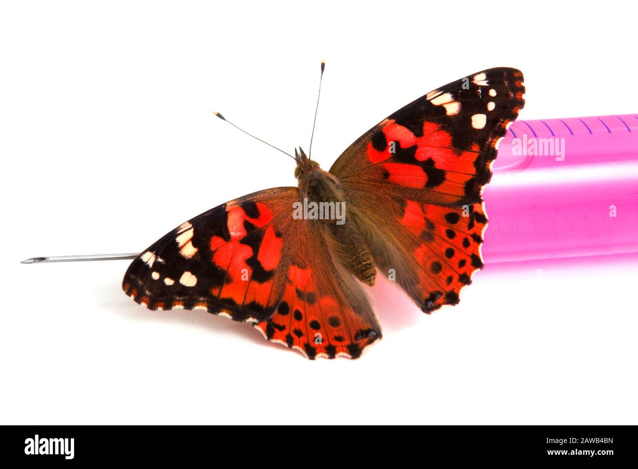 Image of a butterfly is sitting on a syringe on white background Stock ...