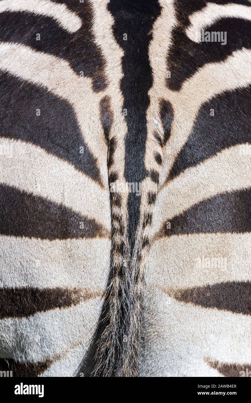 Striking patterning and contrast reveals itself in the hind quarters of ...