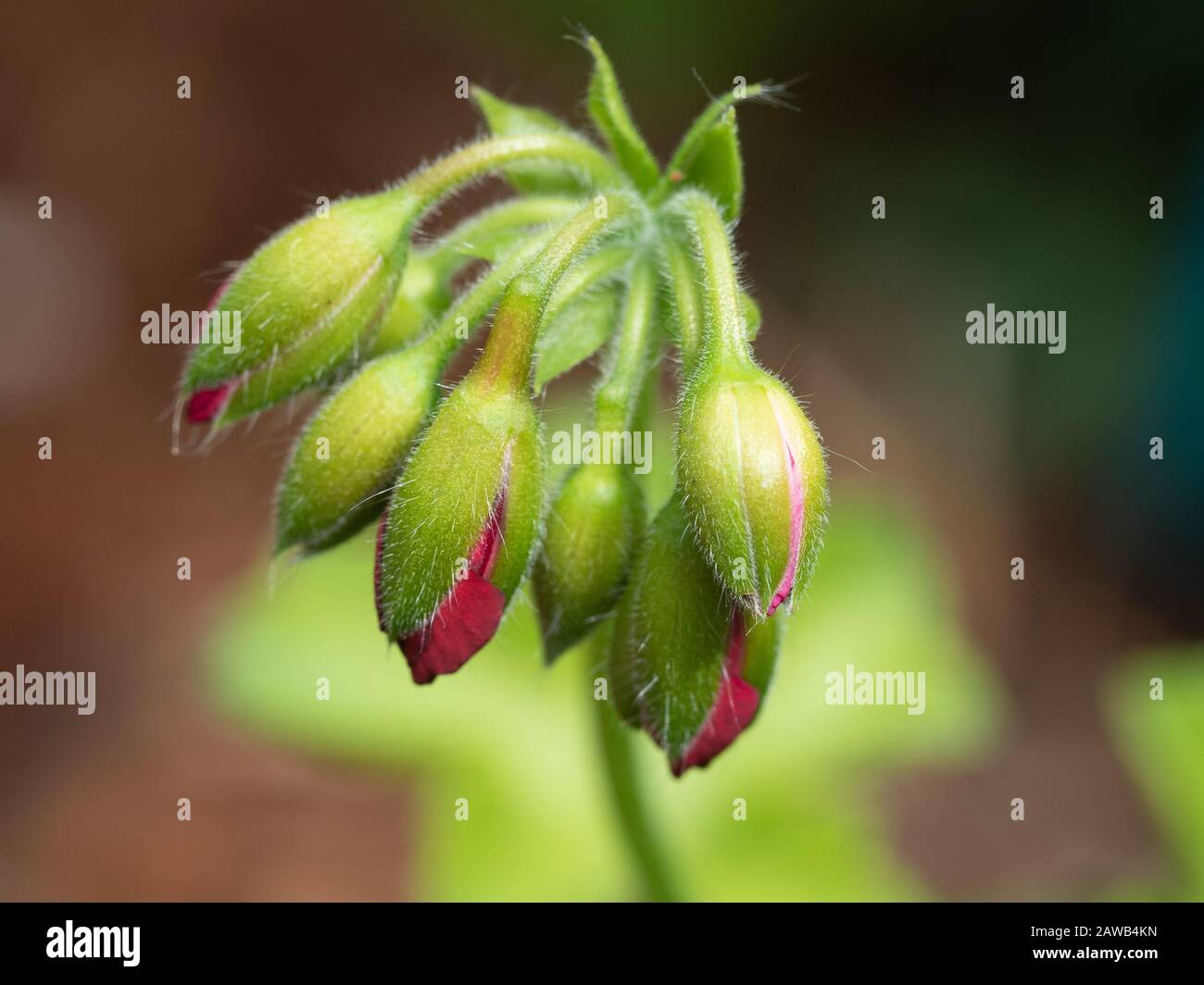 Australian coastal geranium hi-res stock photography and images - Alamy