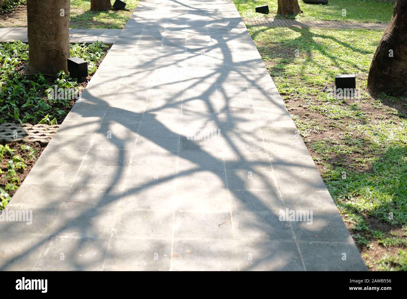 branch tree shadow on walkway pathway in garden park Stock Photo - Alamy