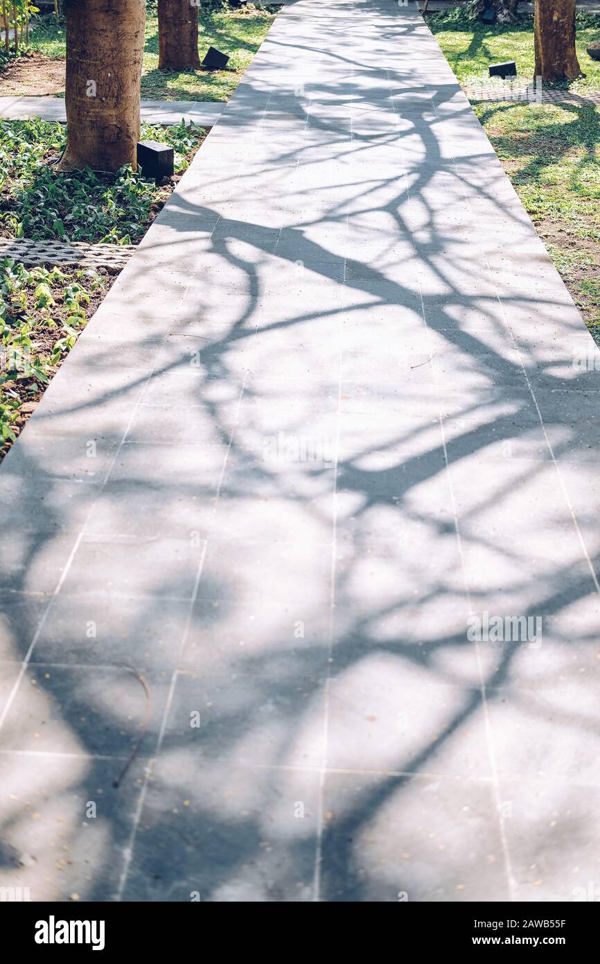 branch tree shadow on walkway pathway in garden park Stock Photo - Alamy