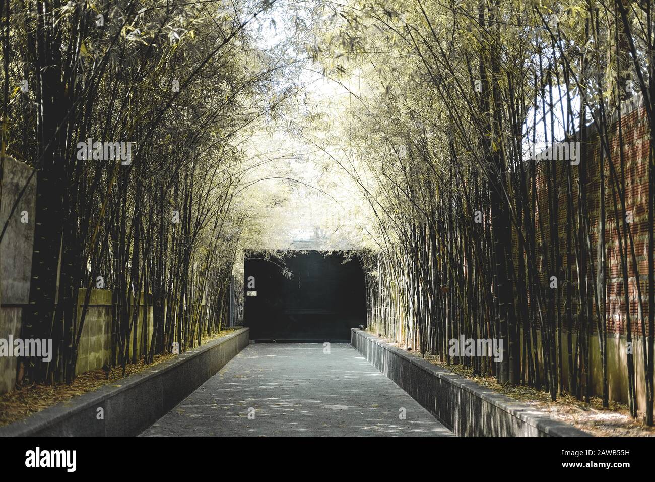 bamboo tree tunnel & walkway pathway road in garden Stock Photo - Alamy