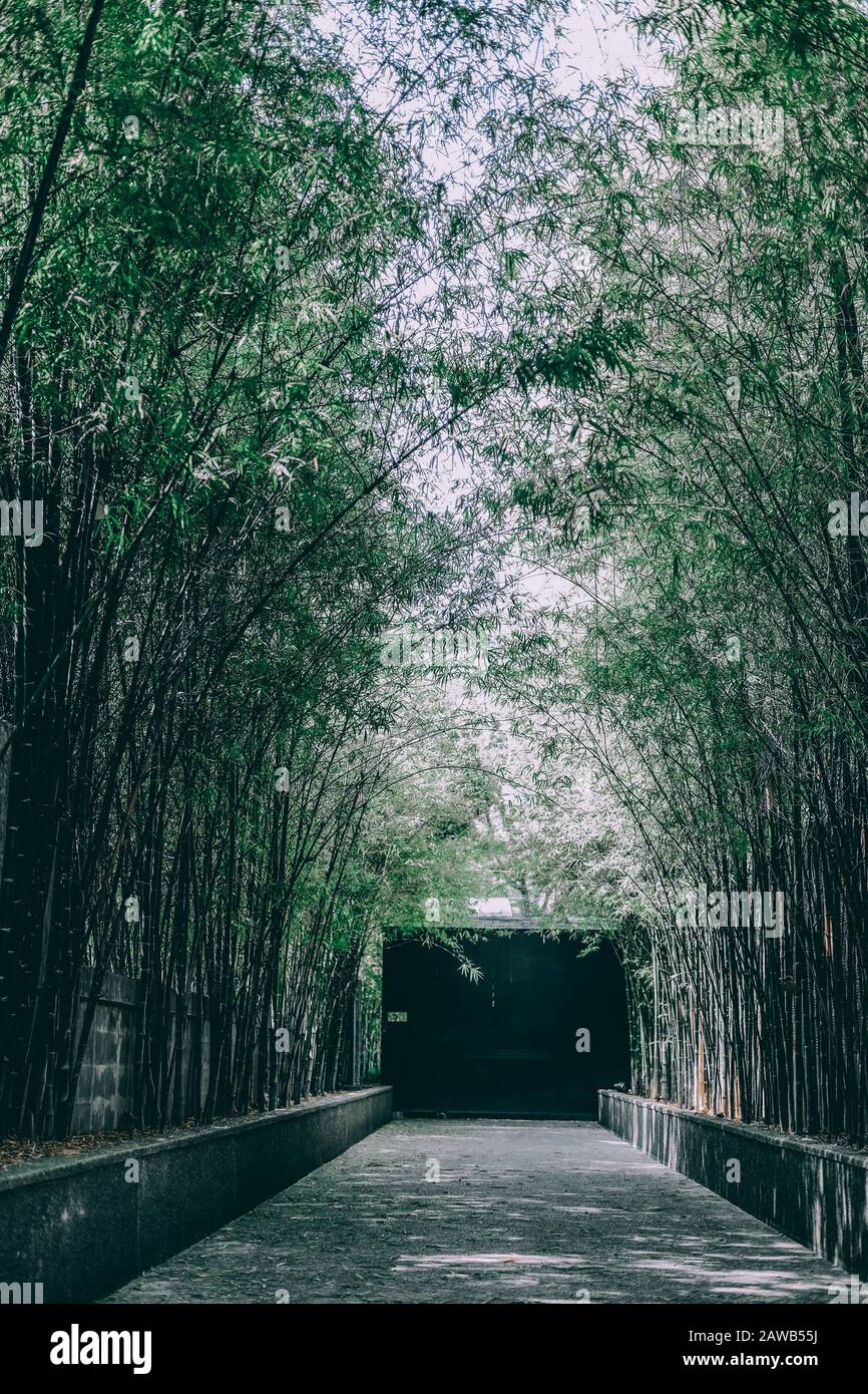 bamboo tree tunnel & walkway pathway road in garden Stock Photo - Alamy