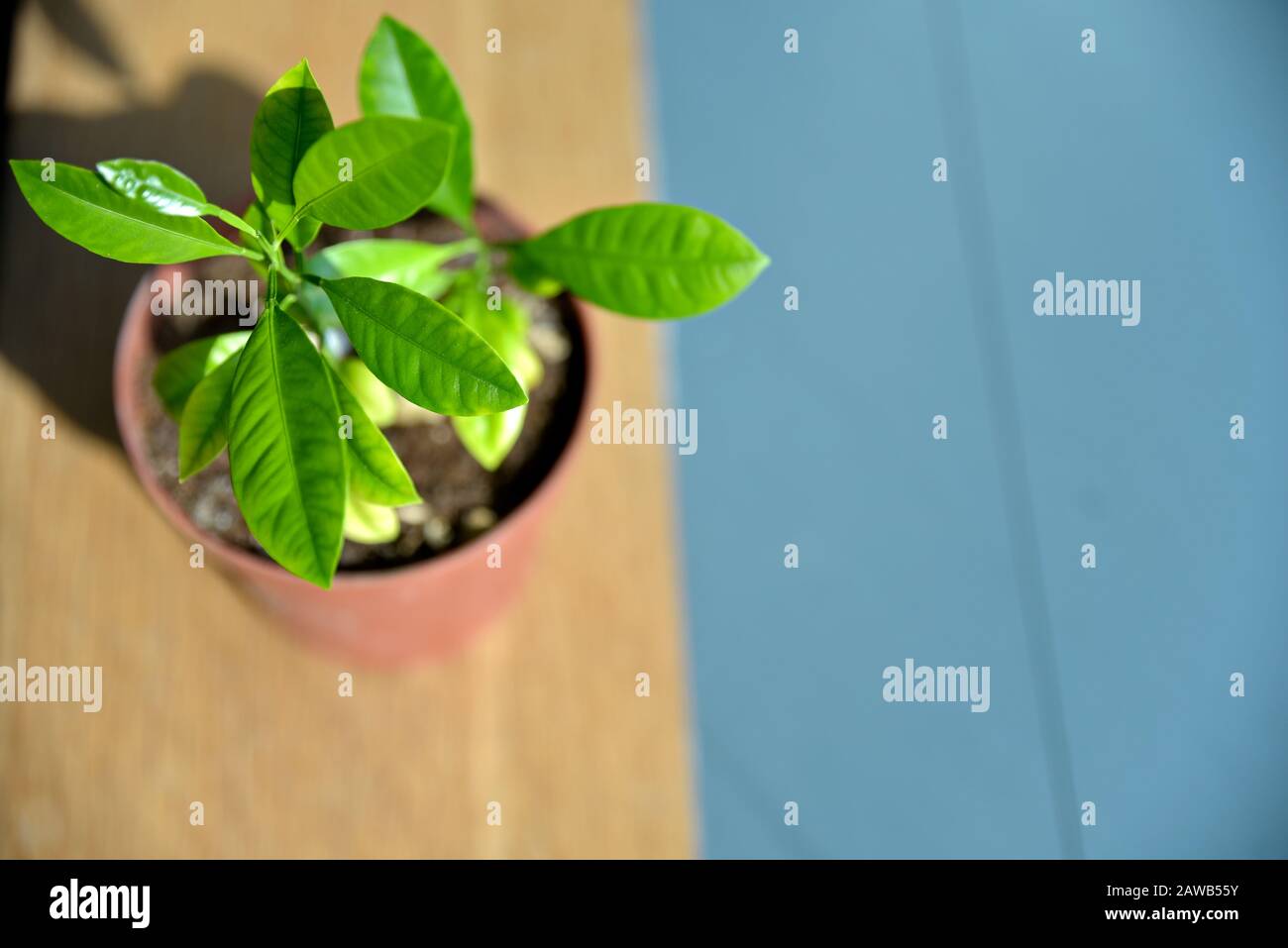 Close up Young lemon tree on the Pot under the sun Stock Photo - Alamy