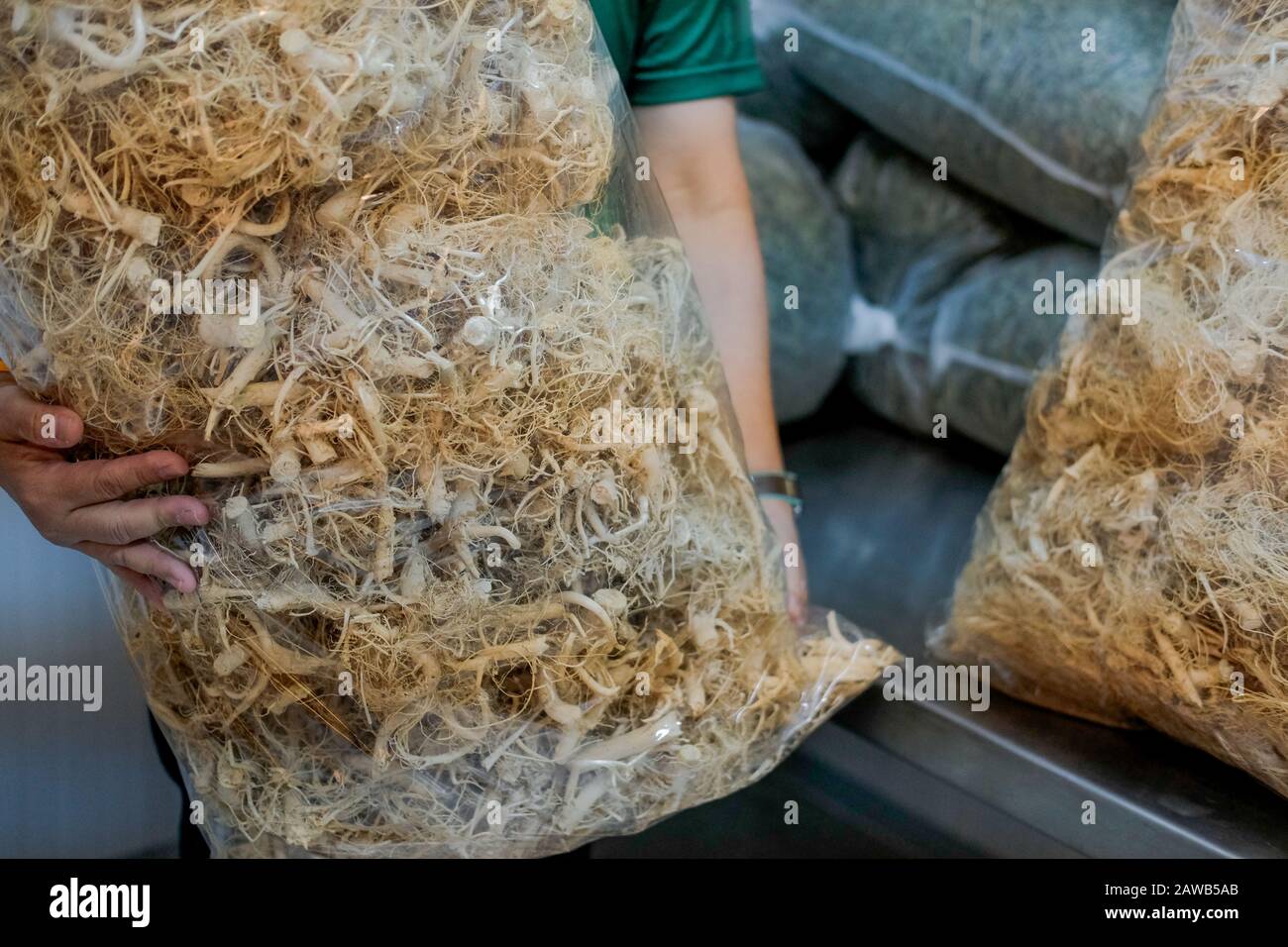 Marijuana plant roots hi-res stock photography and images - Alamy