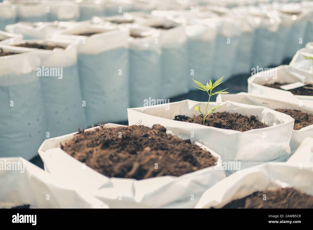 growing organic cannabis marijuana herb plant in outdoor farm. cannabis ...