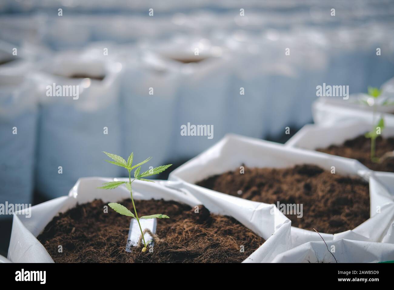 growing organic cannabis marijuana herb plant in outdoor farm. cannabis ...