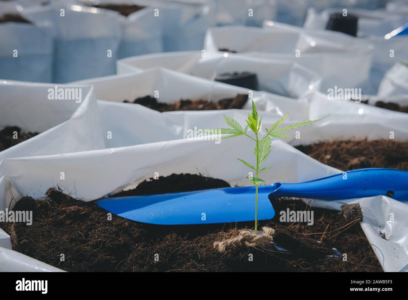 growing organic cannabis marijuana herb plant in outdoor farm. cannabis ...