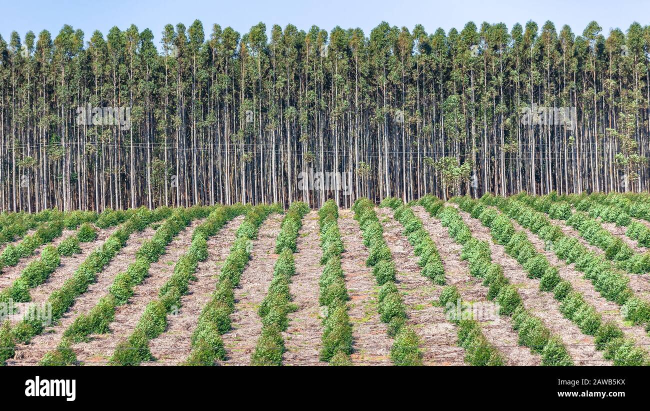 Forestry plantation of gum maturing and young new planted trees farming ...
