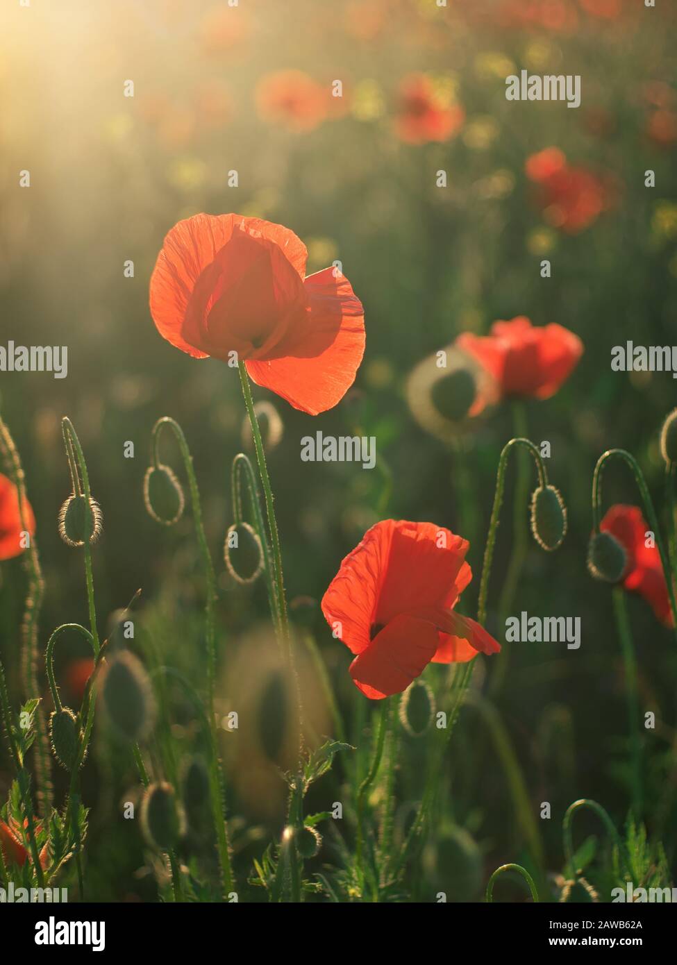 In poppies field. Nature composition. Red poppy flower portrait in ...
